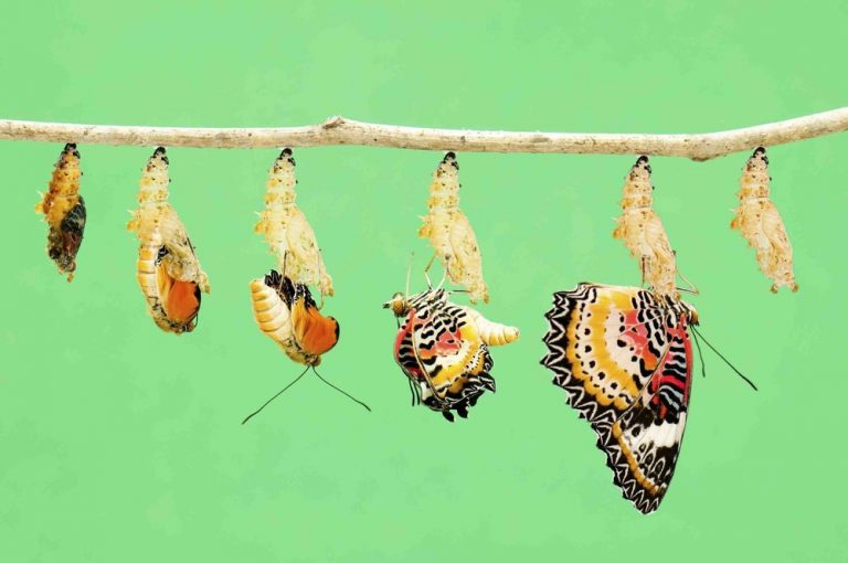 Metamorphosis of butterfly - NLP School